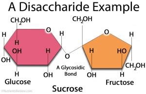 disaccharide définition C est quoi