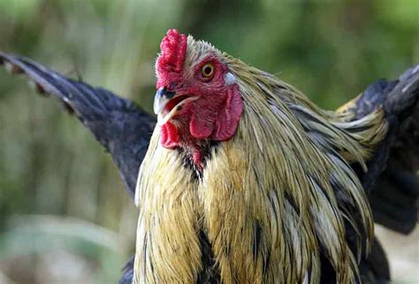 Famous Contoh Gambar Hewan Yang Tidak Mengalami Metamorfosis Riset