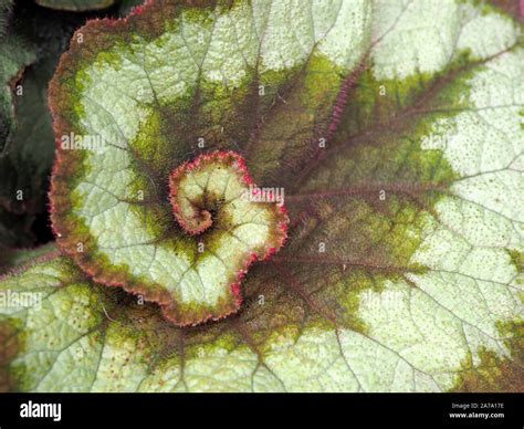 Begonia Rex Painted Leaf Begonias Or Fancy Leaf Begonias With