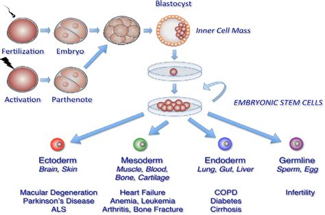 Figure 1 From The Promise Of Human Embryonic Stem Cells In Aging