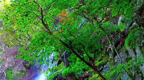 숲속 절벽에서 떨어지는 폭포 Youtube