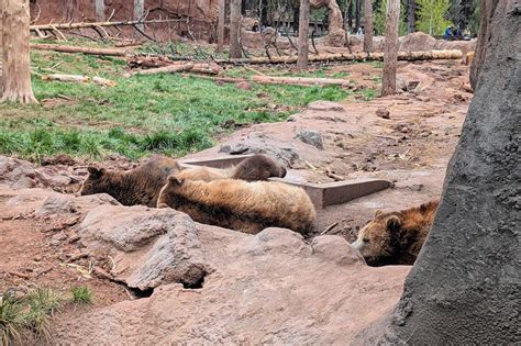 Bearizona A Review Of The Must See Wildlife Park In Williams Az