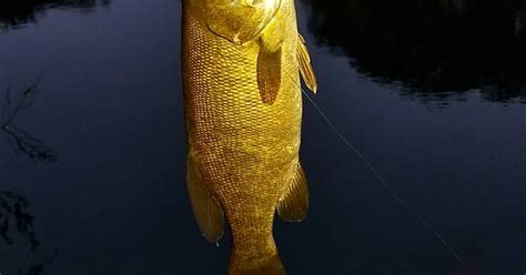 Smallie On Bps Swim Jig Underspin And Keitech 4 Paddletail Swimbait