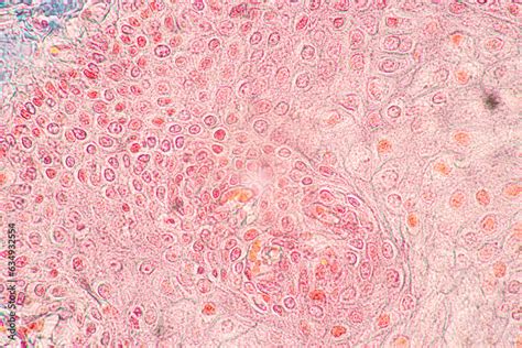 Showing Light Micrograph Of The Sublingual Gland Oesophagus Human And