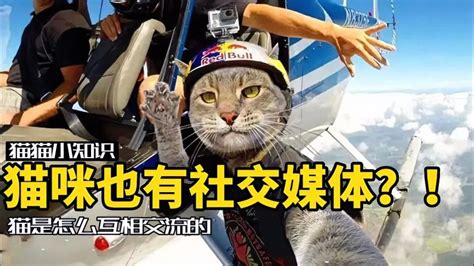 小猫咪也有自己的社交媒体？他们每天聊些啥？腾讯视频