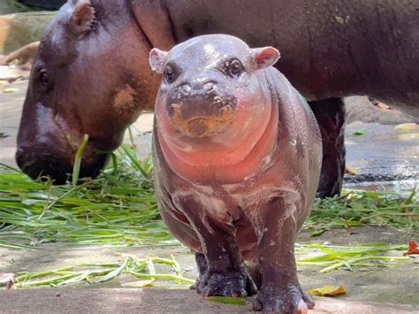 ข่าว Like สาระ ตัวตึงเขาเขียว น้องหมูเด้งลูกฮิปโปแคระ ชาวเน็ตแห่กด