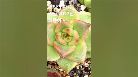 미모가 출중 시집 갔어요 ~ 빈예서 파종이 실생 다육 다유기 다육이 다육식물 반려식물 다육판매 다육이판매 다육이키우기 다육인스타그램 매혹이 청주