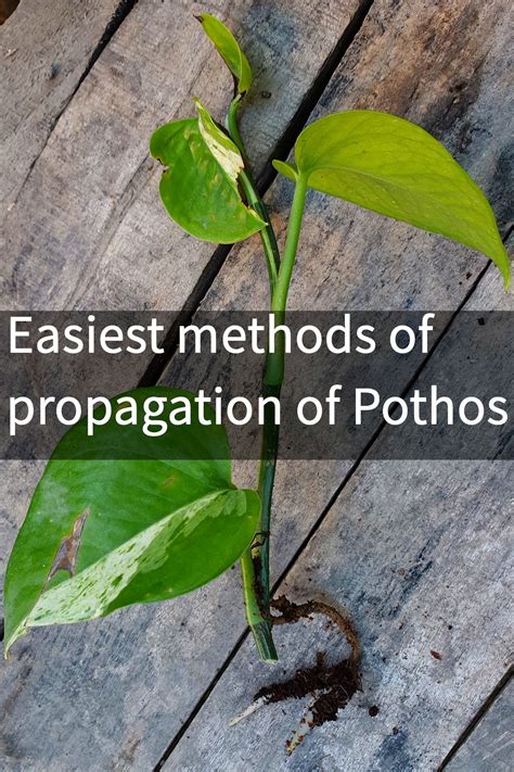 How To Propagate Pothos Easiest Methods