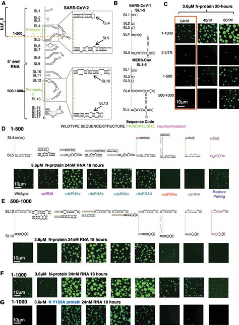 Figure 1 From Double Stranded Rna Drives Sars Cov 2 Nucleocapsid Protein To Undergo Phase