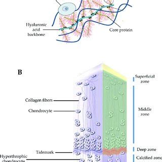 Components Of Ecm And 3d Structure Of The Articular Cartilage A