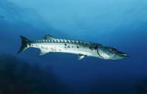 Barracuda Attacks On Humans