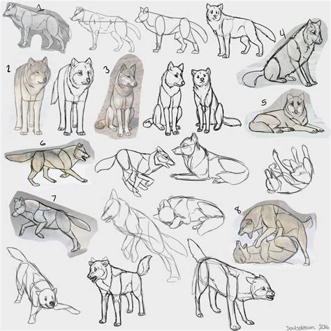 Basic Wolf Poses Drawing Wolf Body Structure Wolf Body Anatomy Wolf