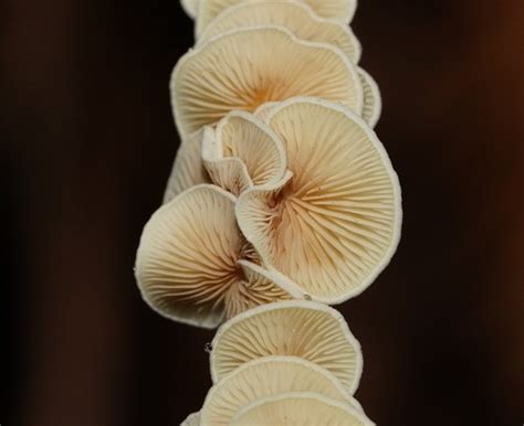 Crepidoto Variable Crepidotus Variabilis Picture Mushroom