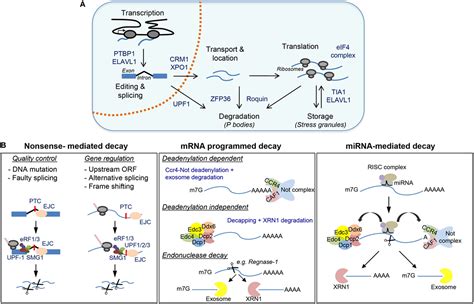 Rna Binding Protein