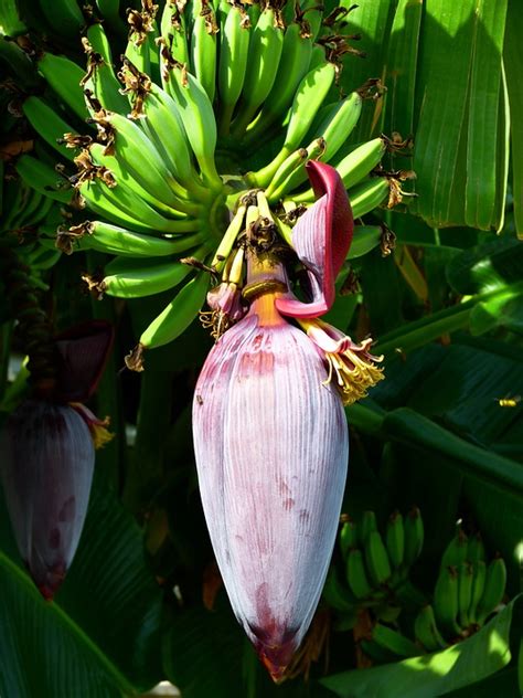 Banana Blossom Pregnancy At Kathleen Perry Blog