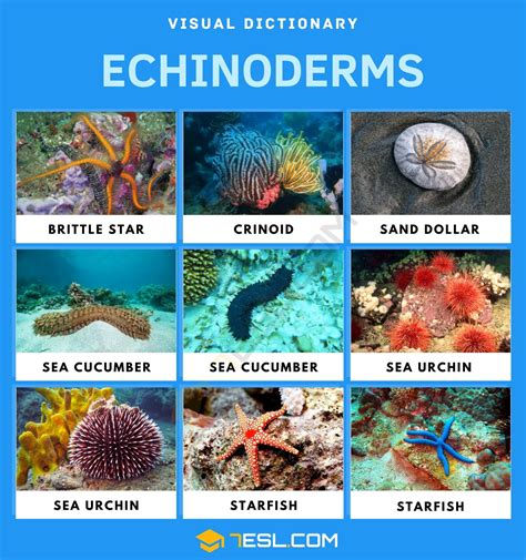 List Of Echinoderms With Pictures • 7esl