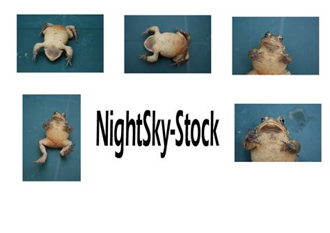 Toad Pack 02 Toad Belly By Nightsky Stock On Deviantart