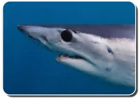 Learn Cool Information About Sharks Like Spiracles Shark Sider