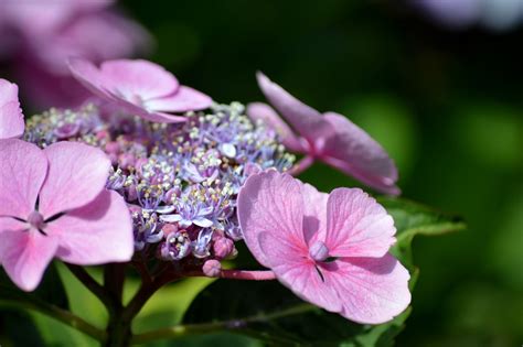 绣球花 盘绣球 花灌木 Pixabay上的免费照片 Pixabay