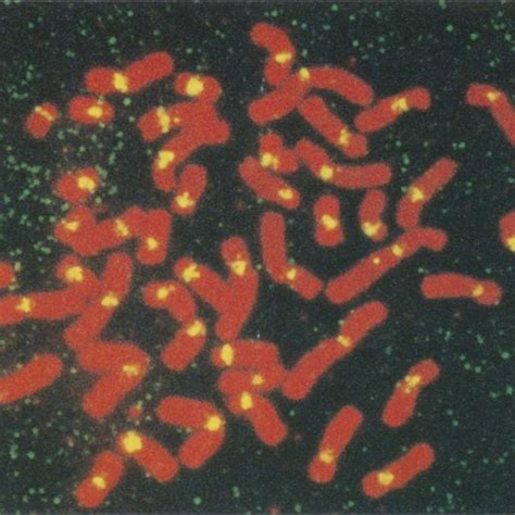 Fluorescence In Situ Hybridization With Synthetic Alpha Monomer As A