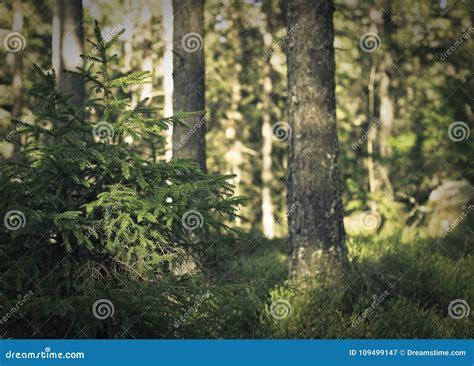 Small Pine Tree Stock Image Image Of Birch Pine Liten 109499147