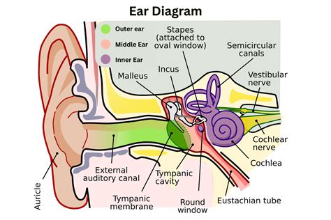 Ear Diagram Structure Function
