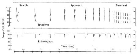 Diversity Of Echolocation Call Structure Download Scientific Diagram