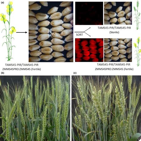 Dominant Male Sterility System In Wheat A Diagrammatic Download Scientific Diagram