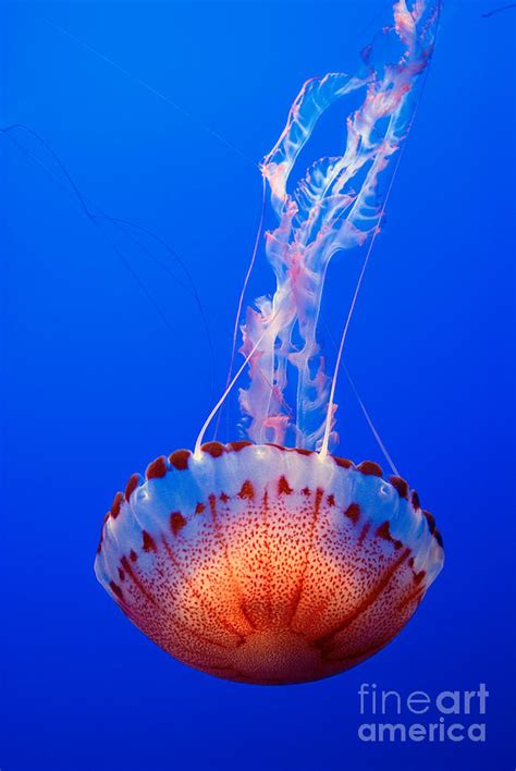 Large Colorful Jellyfish Atlantic Sea Nettle Chrysaora Quinquecirrha