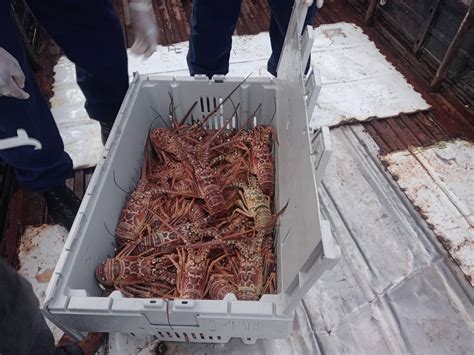 Exitoso Inicio De Temporada De Pesca De Langosta Del Caribe En Nicaragua