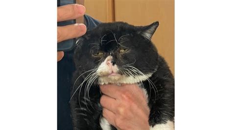 Фото дня кот с недовольным «лицом стал звездой Сети Питомцы Mail