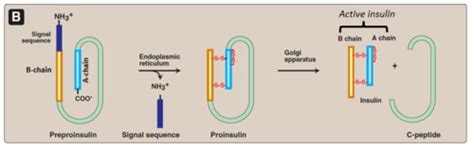 Insulin And Glucagon Signaling Flashcards Quizlet