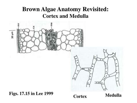 Ppt Brown Algae Anatomy Revisited Cortex And Medulla Powerpoint Presentation Id 3218321