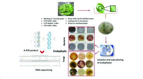 Overview Of The Procedure Of Isolation And Identification Of