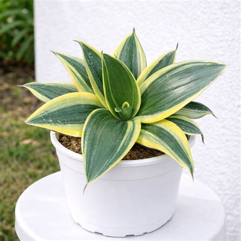 Beautiful Birds Nest Snake Plant Sansevieria Hahnii 1