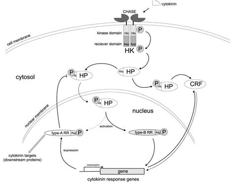 Cytokinin Signaling Pathway
