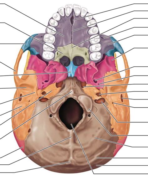 Temporal Bone Features Diagram Quizlet