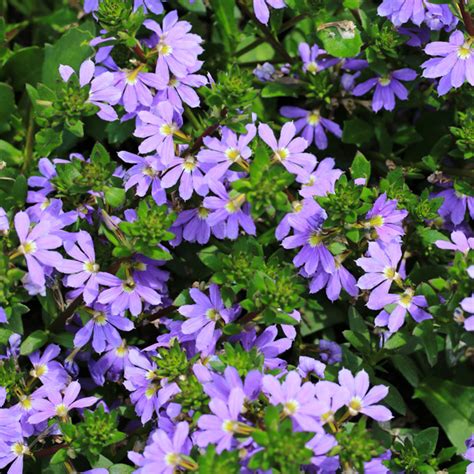 Scaevola Mauve Clusters Garden Express