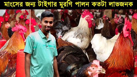 মাংসের জন্য টাইগার মুরগি পালন কত টা লাভজনক কোন কারনে লস হতে পারে মুরগির খামারে Youtube