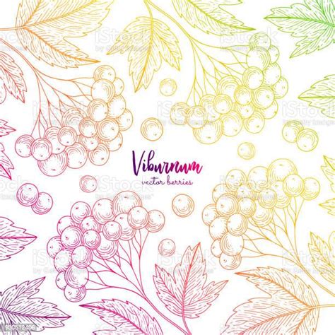 가 막 살 나무속으로 다채로운 벡터 프레임입니다 딸기와 건강 식품 디자인 서식 파일입니다 라벨 포장 디자인 메뉴 카페 레스토랑 조리법 장식 부엌 항목에 대 한 채식 음식 0