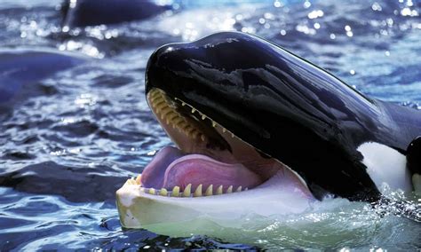 Killer Whale Animal Facts Orcinus Orca A Z Animals