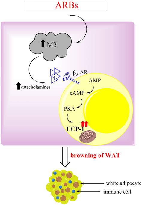Suggested Pathway By Which Arbs Awoke Browning Arbs Selective And