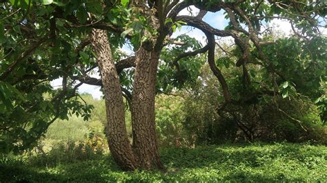 Ehretia Dicksonii Trees And Shrubs Online