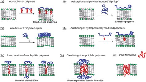 Interaction Pathways Between Synthetic Polymers And Lipid Bilayers And Download Scientific