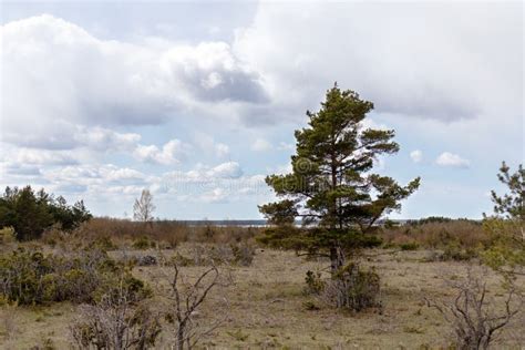 Pine Tree Among Small Juniper Trees On Brown Grass Stock Image Image Of Forest Hill 302157679
