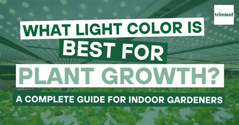 What Light Color Is Best For Plant Growth A Complete Guide For Indoor