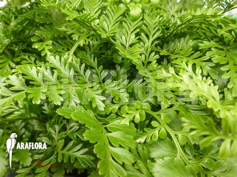 Araflora Exotic Flora And More Asplenium Dimorphum X Difforme X Parvati