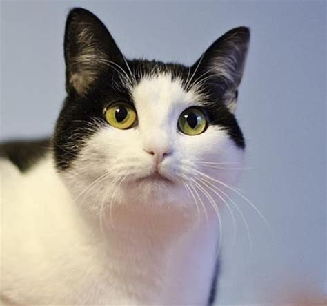Котик по имени Мишка ищет самый лучший дом. Он этого достоин!! Он ...
