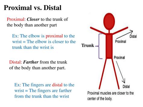Ppt Sponge Set Up Cornell Notes On Pg 19 Topic 15 Anatomical
