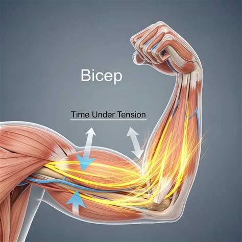 Biceps Exercises At Home No Equipment Ultimate Guide 2026